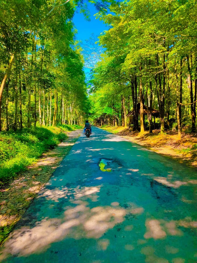 A quiet road full of trees stock image. Image of trail - 261982137