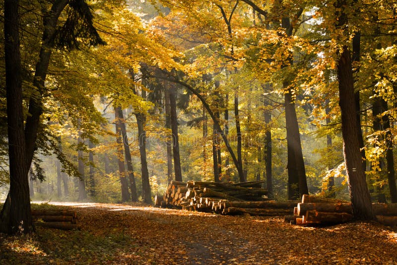 Sun Beams Comming through Trees Onto a Road Stock Photo - Image of wood ...