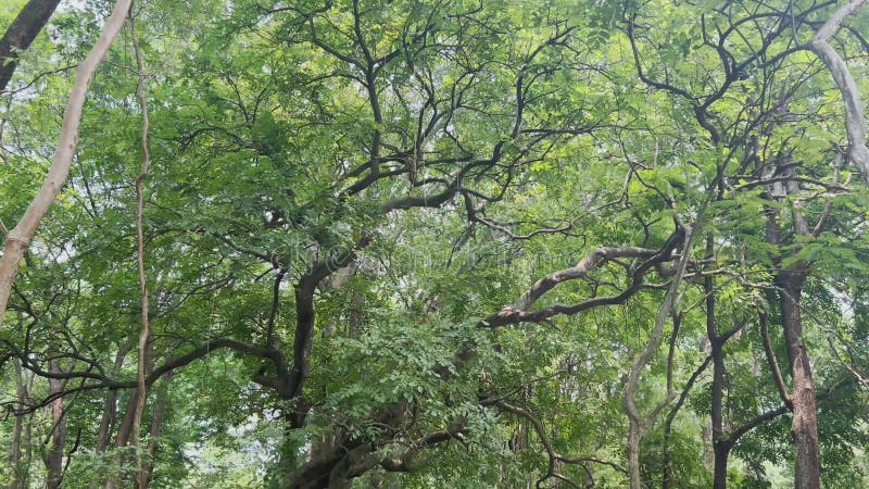 A Quiet Road in the Middle of the Forest Stock Video - Video of trees ...