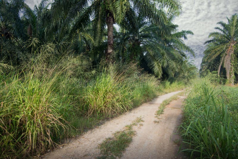 Quiet Sandy Route into the Isolated Farmland Stock Photo - Image of ...
