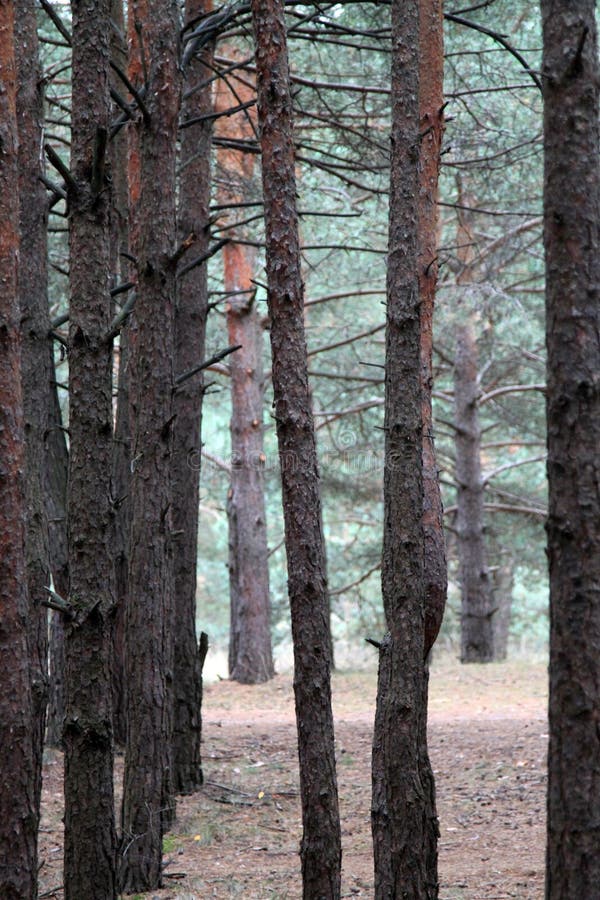The Dry Fall at the End of Pine Canyon Stock Image - Image of cliffs ...