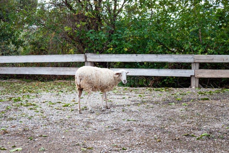 A Quiet Sheep with a Trees and Wood and Rustic Fence Background Stock ...