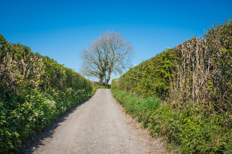 Quiet Single Track Country Road Bordered by High Hedges Stock Image ...
