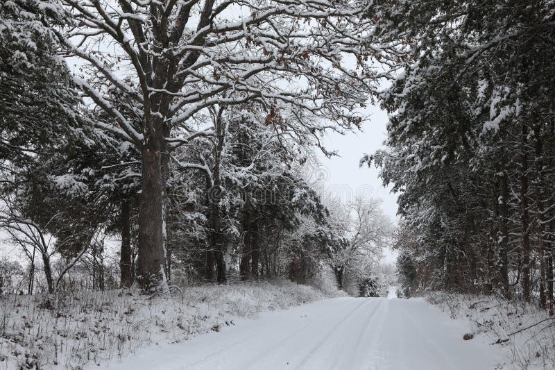 A Quiet Snow-covered Road Winds through a Winter Forest of Oak and ...