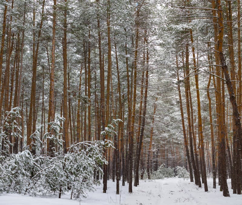 Quiet Snowbounf Pine Forest Glade Stock Photo - Image of relaxation ...