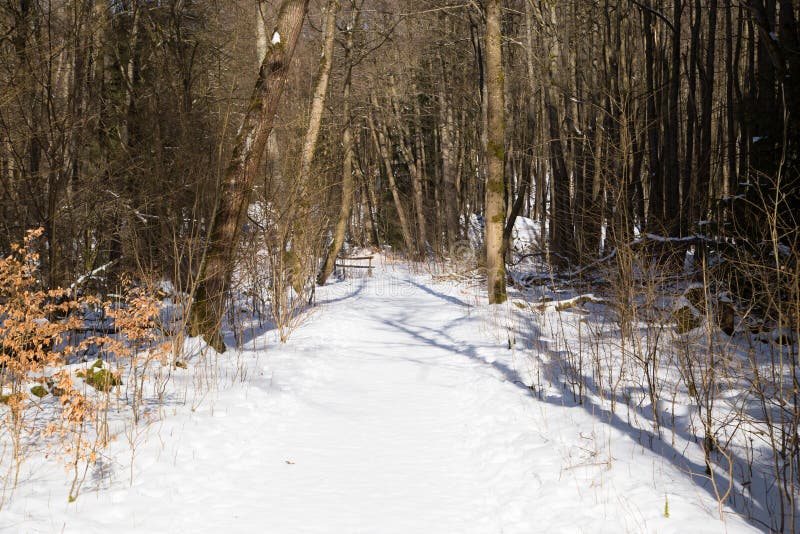A Quiet, Snowy Path on a Sunny Day Stock Photo - Image of forest ...