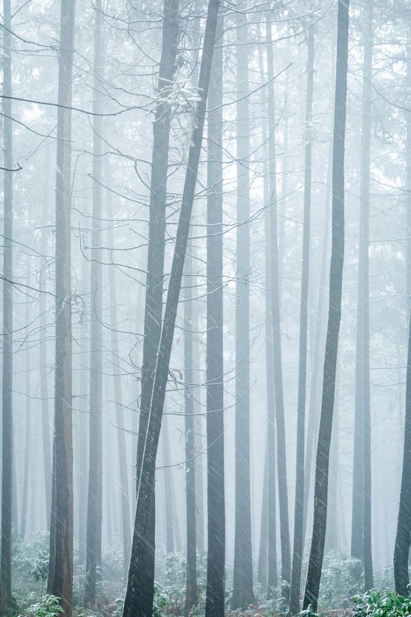 The Quiet Solitude of a Dense Pine Forest during a Gentle Snowfall ...