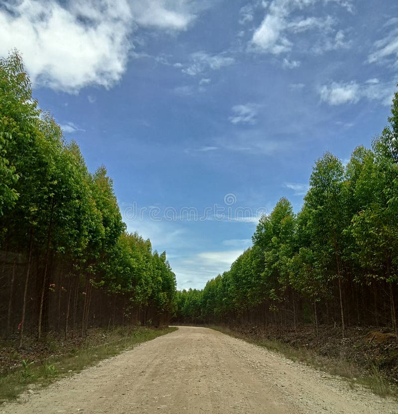 Quiet straight road stock photo. Image of infrastructure - 261594296