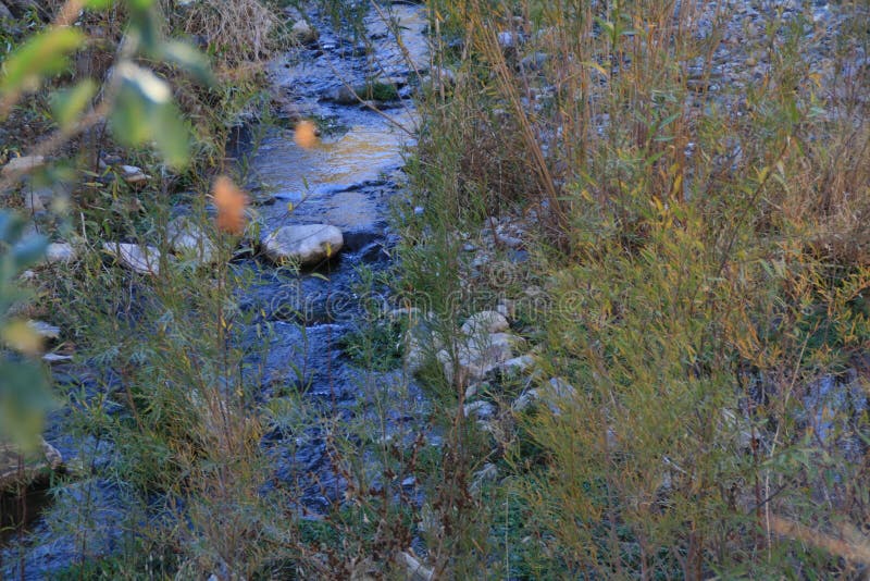 Quiet Stream of Water in the Woods Lined with Bare Trees during Winter ...