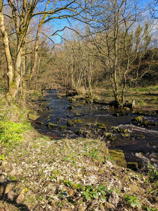 Quiet Stream Running through Woodland Stock Image - Image of trees ...
