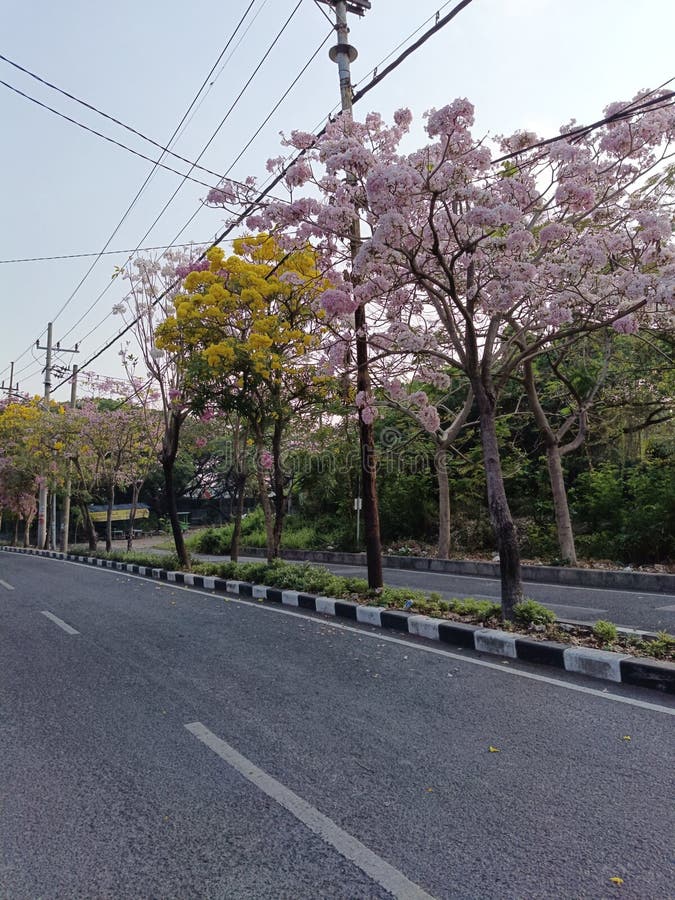 Quiet Street with Trees from Japan Stock Photo - Image of quiet, japan ...