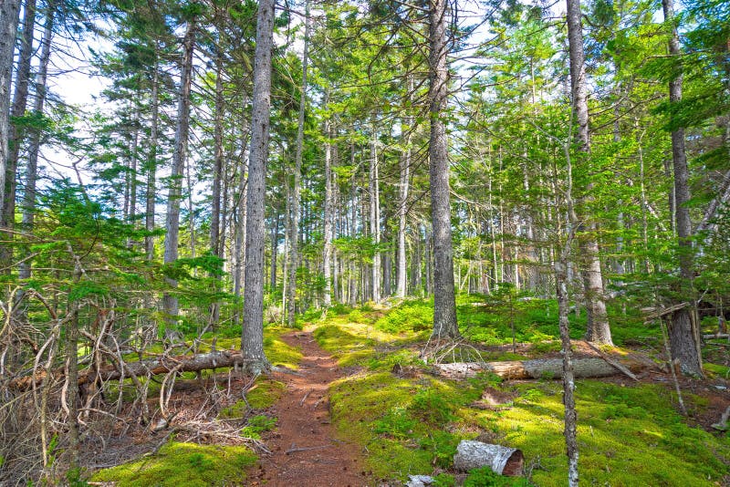 Quiet Trail through a Coastal Forest Stock Photo - Image of natural ...