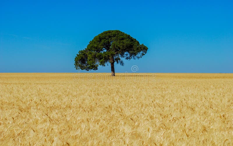 A Quiet Tree in the Center of a Large Wheat Field Stock Photo - Image ...