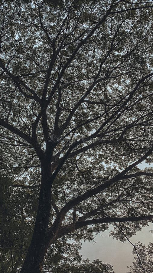 Quiet tree stock photo. Image of breeze, enchanting - 284768122