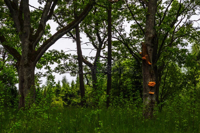 Quiet Village Streets in Latvia 66 Stock Photo - Image of tree, grass ...