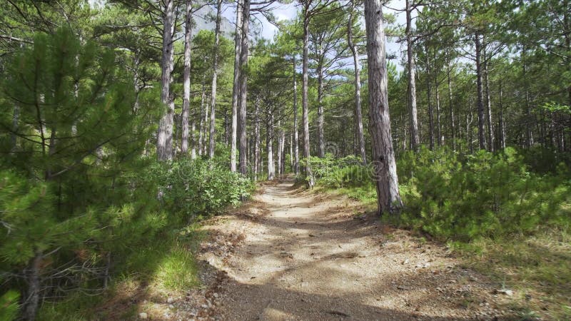 Walking through a Mountain Forest with Fresh Green Pine Trees Stock ...