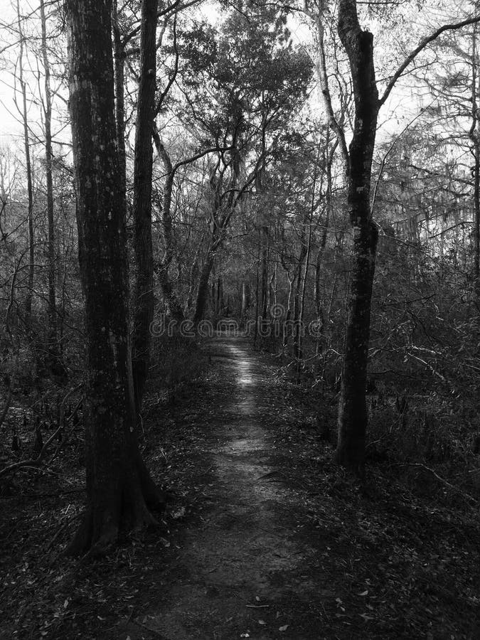 Quiet walk stock image. Image of lowcountry, path, walk - 71691129