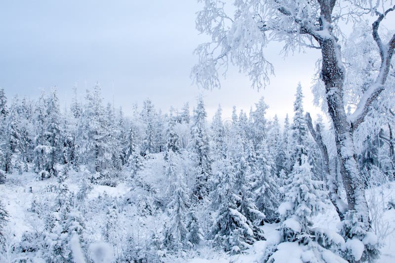 A Quiet Winter Frozen Forest Stock Photo - Image of cold, scenics: 1575862