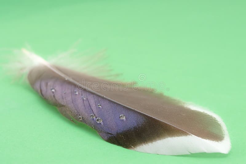 Quill ducks stock photo. Image of drops, bird, wings - 10376064