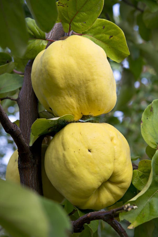 Quince stock photo. Image of golden, apple, cake, ingredient - 27611214