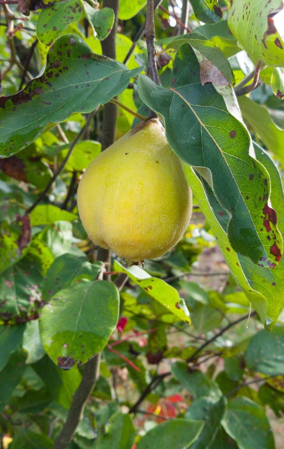 Quince stock photo. Image of quince, foliage, season - 128935404