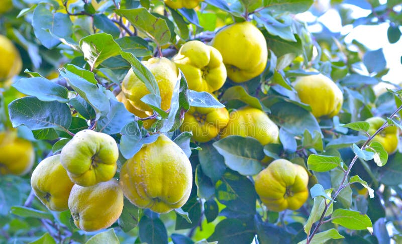 Quince in autumn stock photo. Image of tasty, vitamin - 60424612