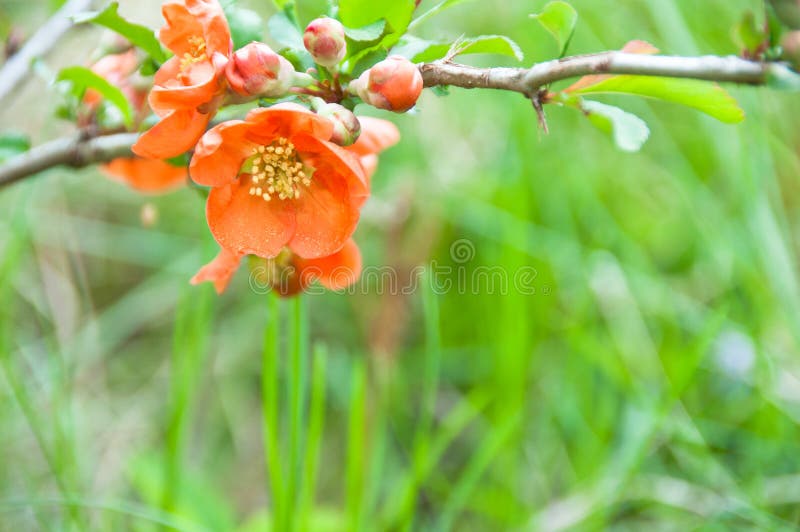 Quince in bloom stock photo. Image of blossom, nature - 33679016