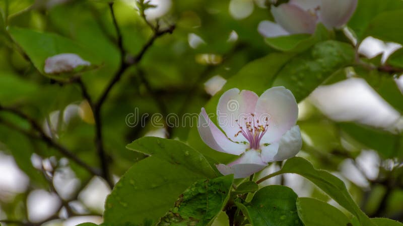 Quince blossom in spring stock image. Image of spring - 147037423