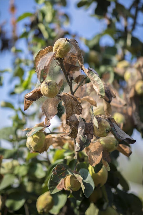 The quince branch stock image. Image of branch, brown - 127686535