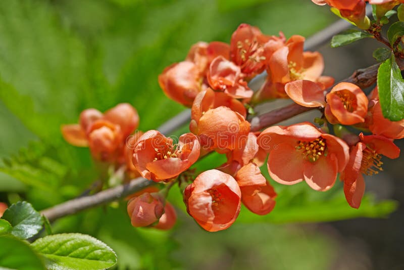 Quince branch stock photo. Image of chinese, petal, pink - 31877938