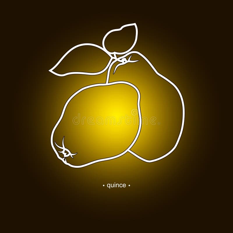 Quince in the Contours stock vector. Illustration of agriculture - 84588845