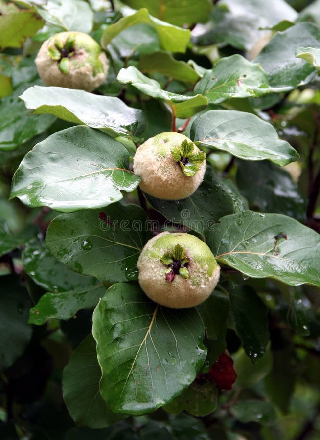 Quince - Cydonia oblonga stock image. Image of food, supurgillu - 15585039