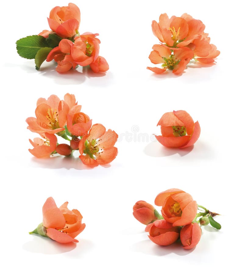 3,555 Fresh Quince Blossom Stock Photos - Free & Royalty-Free Stock ...