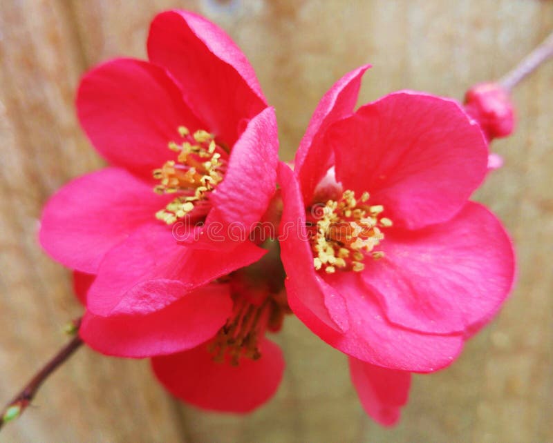 Quince Flower stock photo. Image of delicate, rare, colour - 72935106