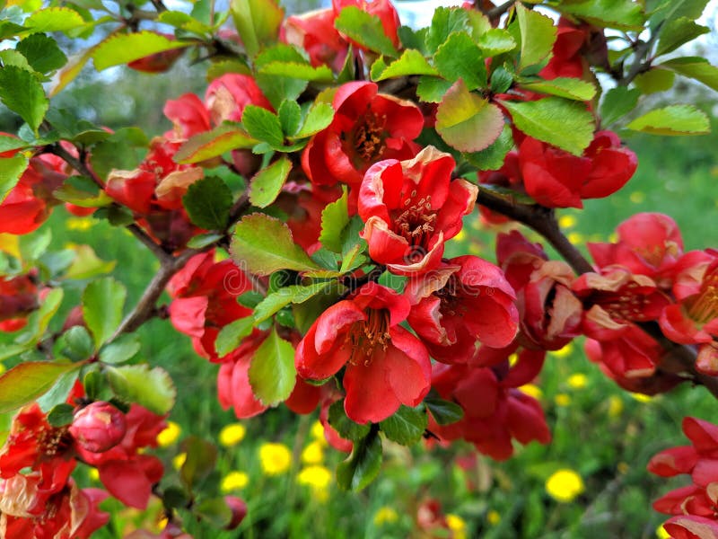 Quince flower stock image. Image of autumn, evergreen - 180727687