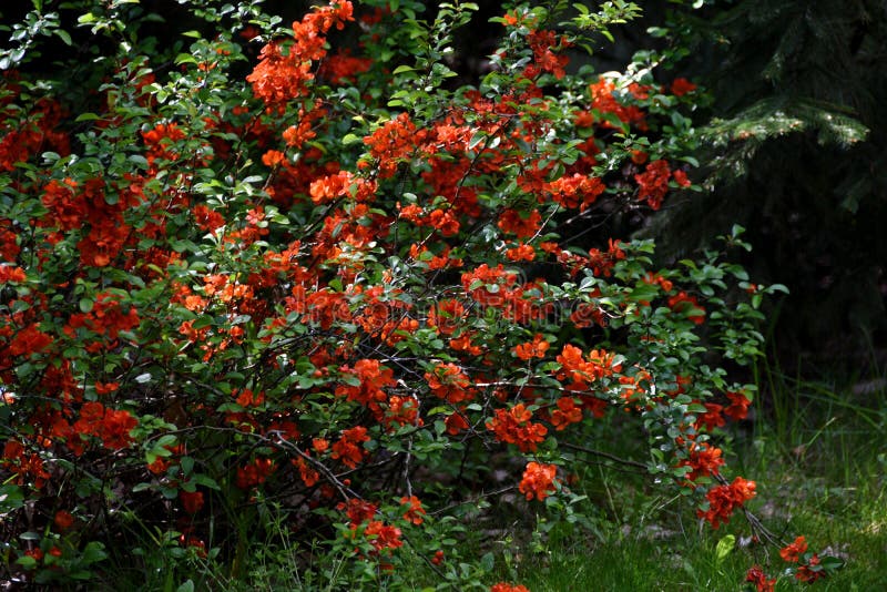 Quince flowers on a bush stock image. Image of nature - 93168945