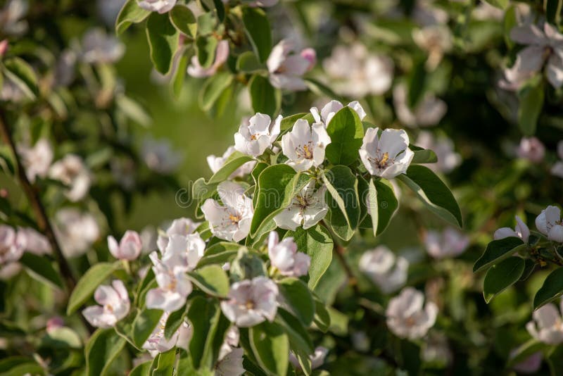 Quince Flowers in Spring Time Stock Image - Image of stem, botany ...
