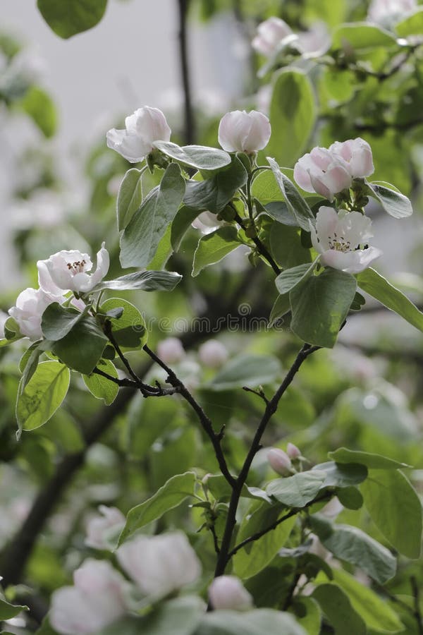 Quince Flowers on a Tree Branch Stock Image - Image of background ...