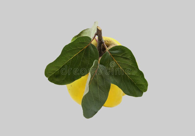 Quince Fruit with Leaves, Top View Stock Photo - Image of gray, quince ...
