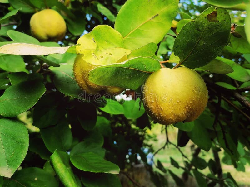 Can You Open Firm Stock Photos - Free & Royalty-Free Stock Photos from ...