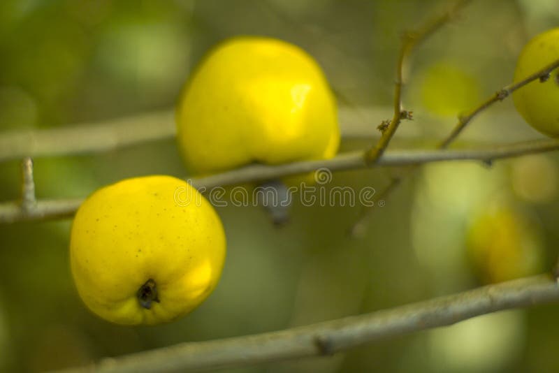 Quince Fruit on the Mole. Quince on a Twig. Stock Photo - Image of twig ...