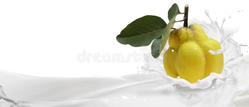 Quince Fruit in a Spray of Cream Stock Image - Image of vitamins ...