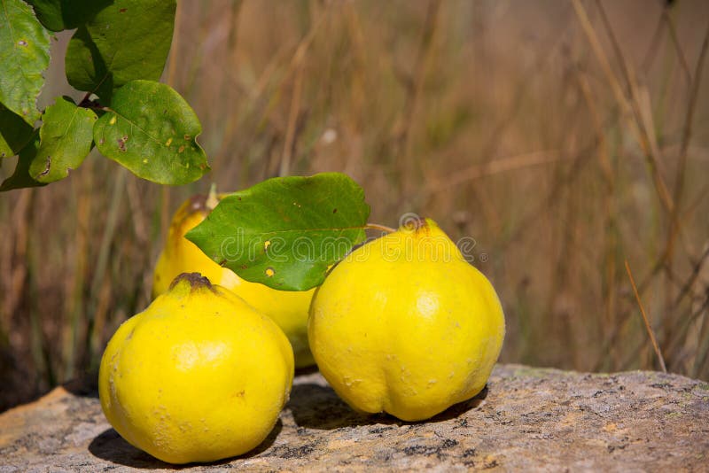 Quince Fruit Still Image Over Stone in Nature Stock Image - Image of ...