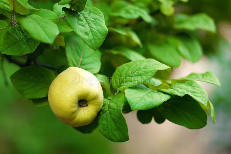 Quince fruit on tree stock photo. Image of nutritious - 26694108