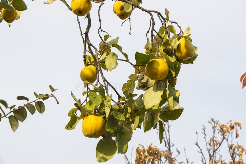 Quince Fruit on the Tree, Autumn and Fall Stock Image - Image of ...