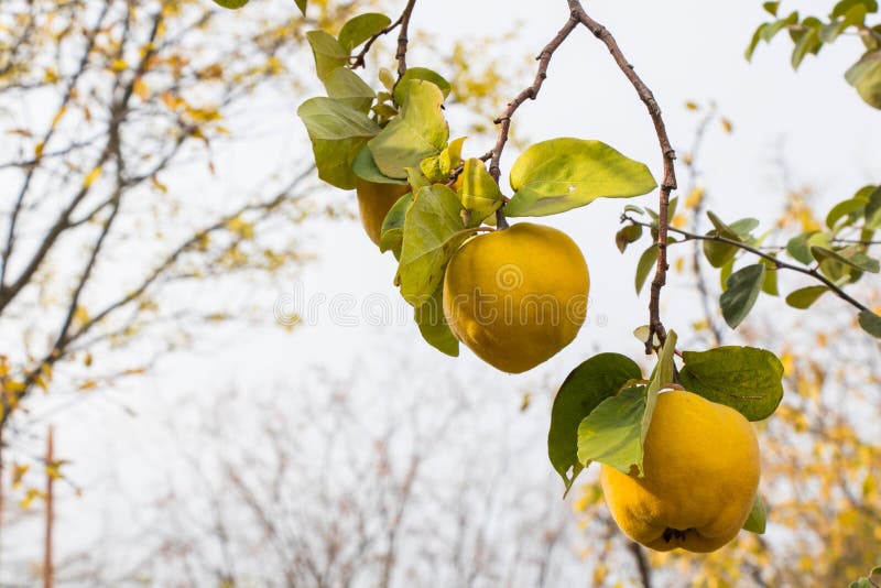 Quince Fruit on the Tree, Autumn and Fall Stock Image - Image of growth ...