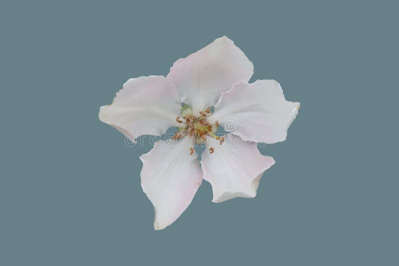 Quince fruit tree flower stock photo. Image of petals - 251766100