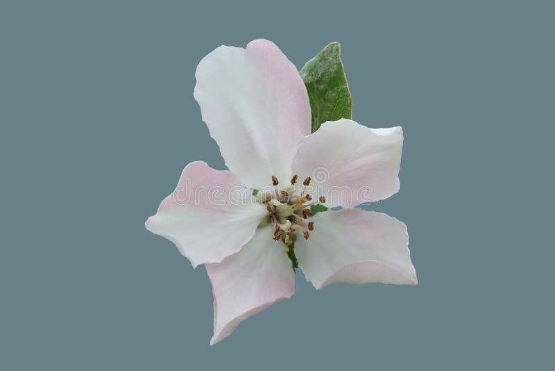 Quince fruit tree flower stock image. Image of fruit - 265266069