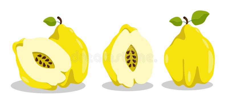 Quince Fruit Whole and Cut in Half with Pit in Middle. Exotic Fruit ...