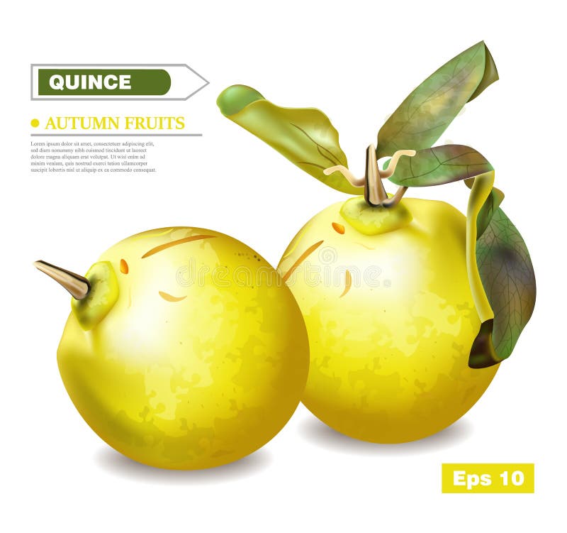 Quince Fruits Vector Realistic. Detailed 3d Illustration Template ...